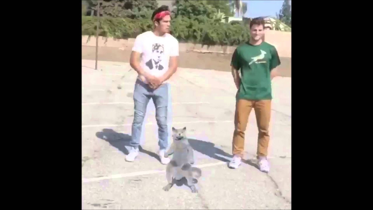 swagged out cat dances to Jock Jam Jesus song, thinks his name's Rick ...