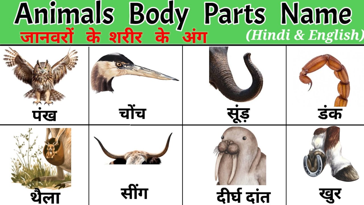 Animal body parts | जानवरों के शरीर के अंगों के नाम | Animal Body part ...