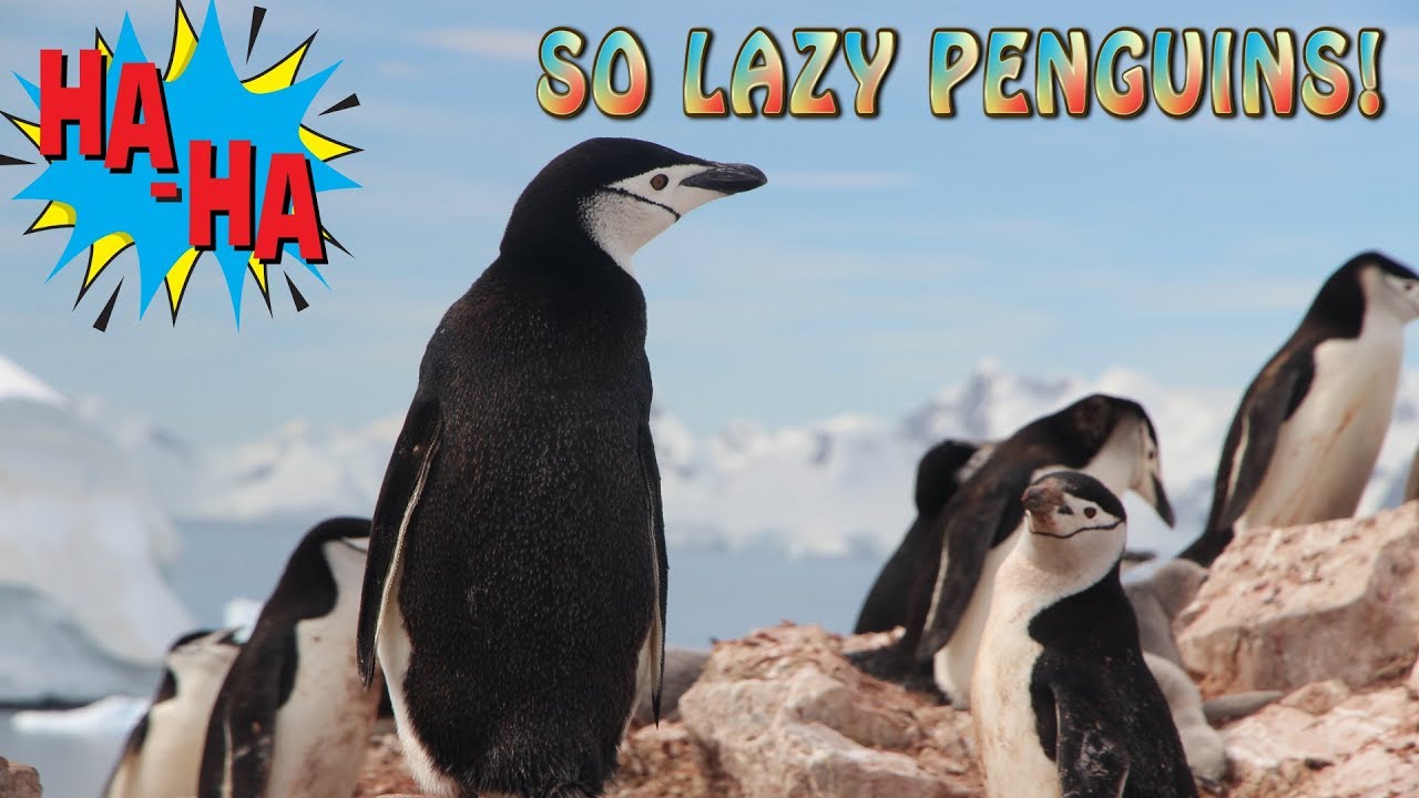 Funny And Cute Penguins. Adorable Penguins. Lazy Penguins Live. SO CUTE ...
