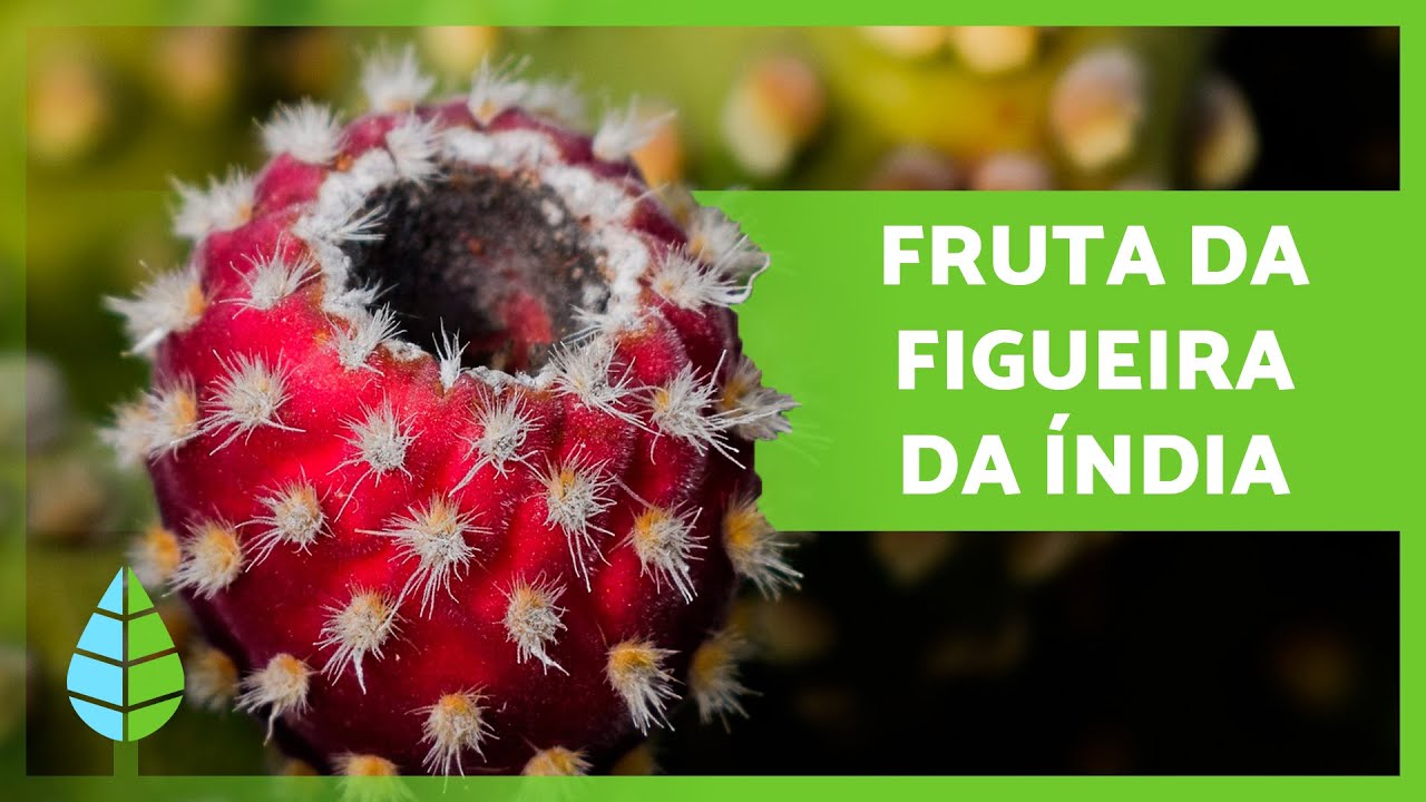 Benefícios do FIGO da ÍNDIA 🥭 (Propriedades, Modo de Consumo e ...