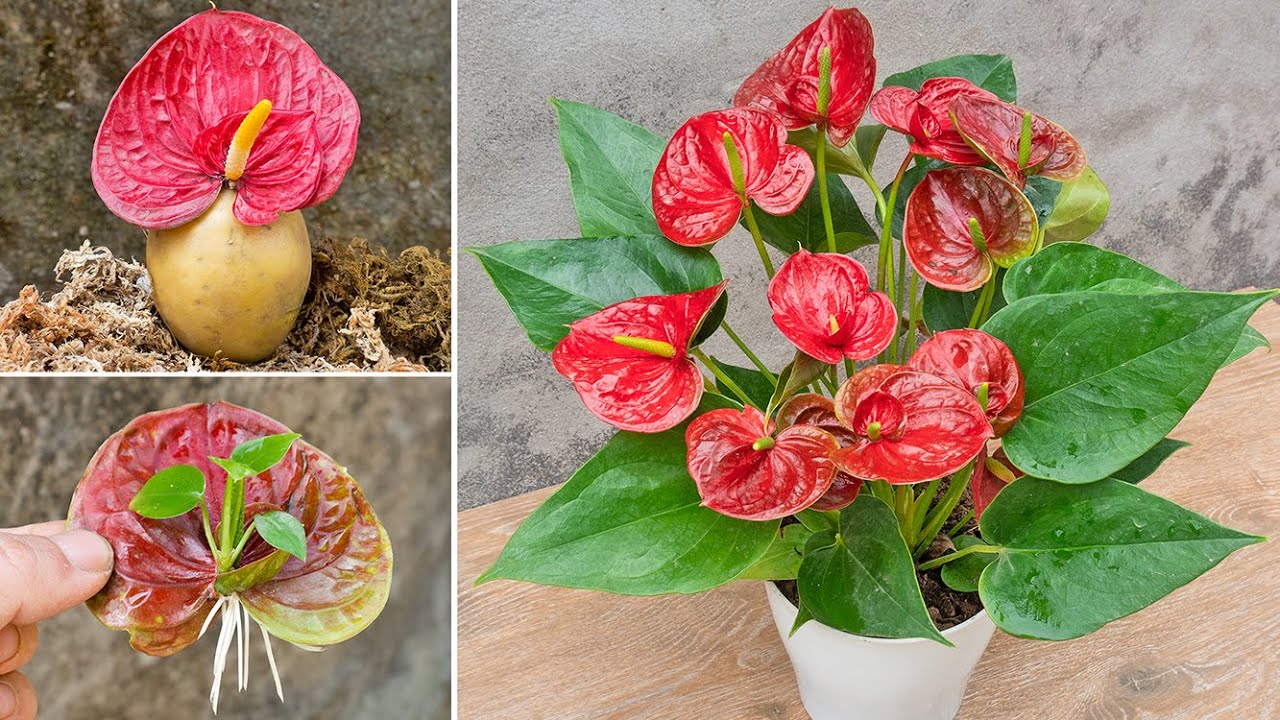 Method of propagating anthurium from flowers using potatoes | Suddenly ...
