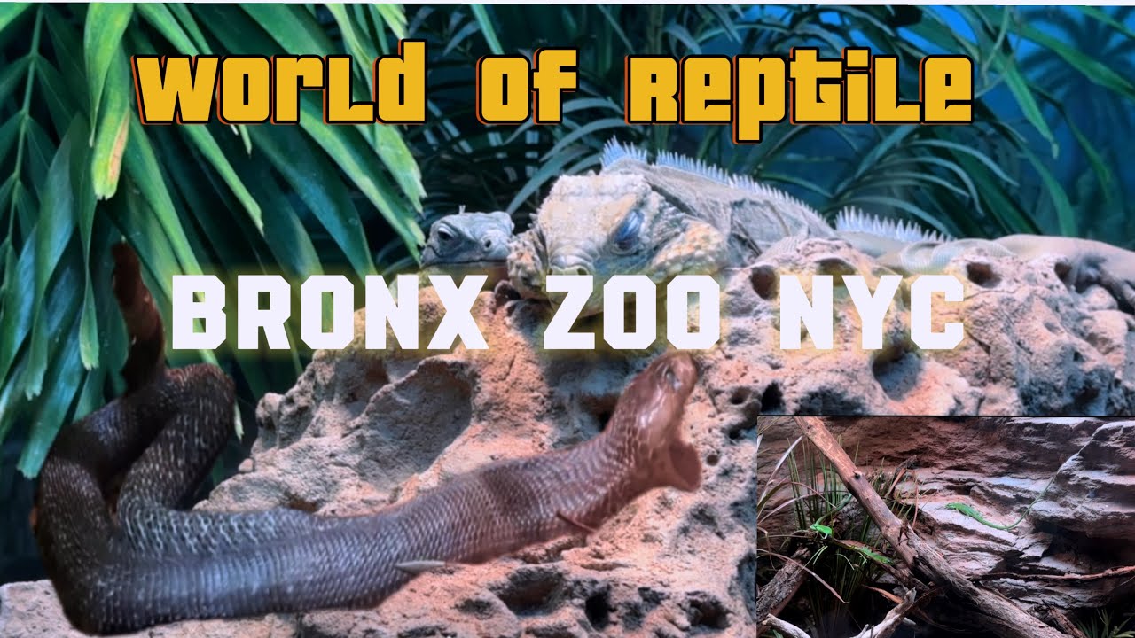 Bronx Zoo | World of Reptiles / Reptile House - YouTube