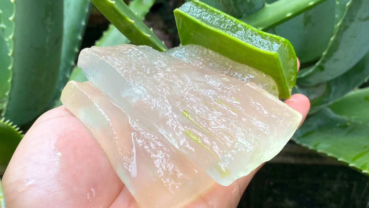 3 ways to get Aloe Vera rice - YouTube