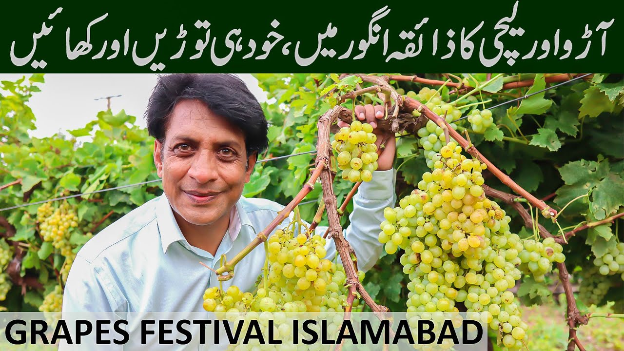 The Fusion Experience: Unique Flavors of Grapes In Pakistan! - YouTube