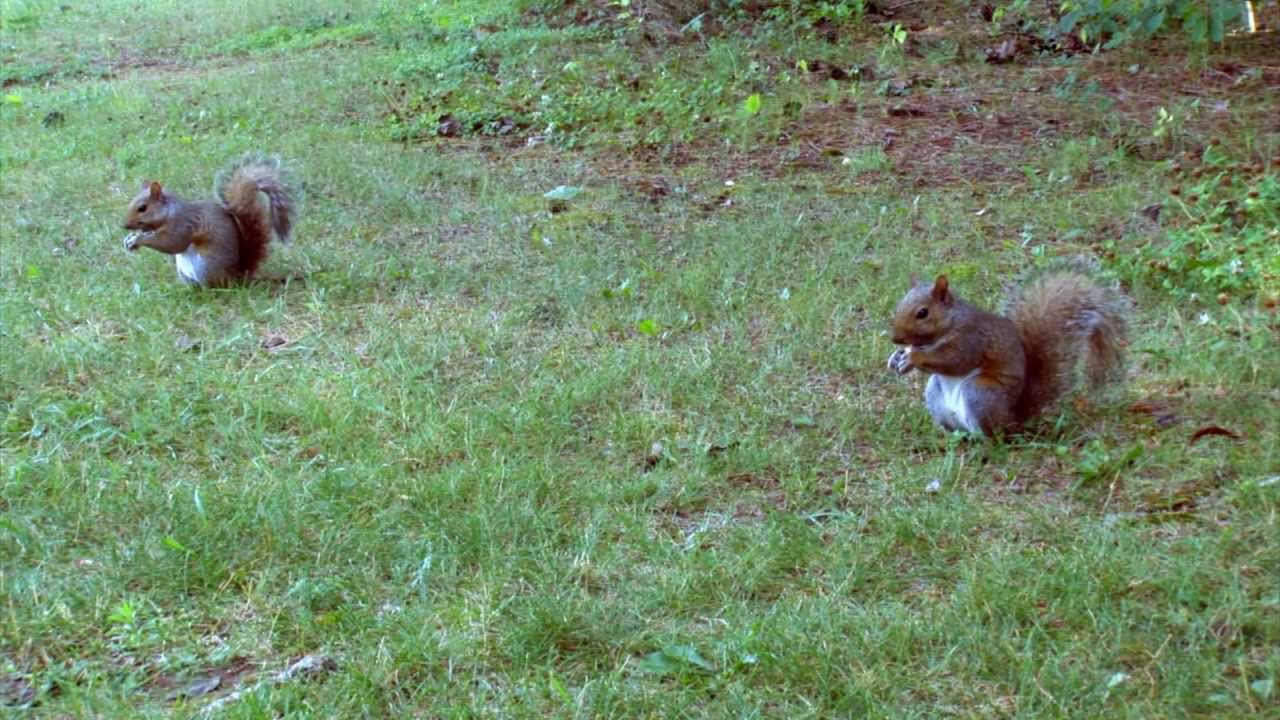 Seeing double, twin squirrels and "infinite" zoom effect test - YouTube