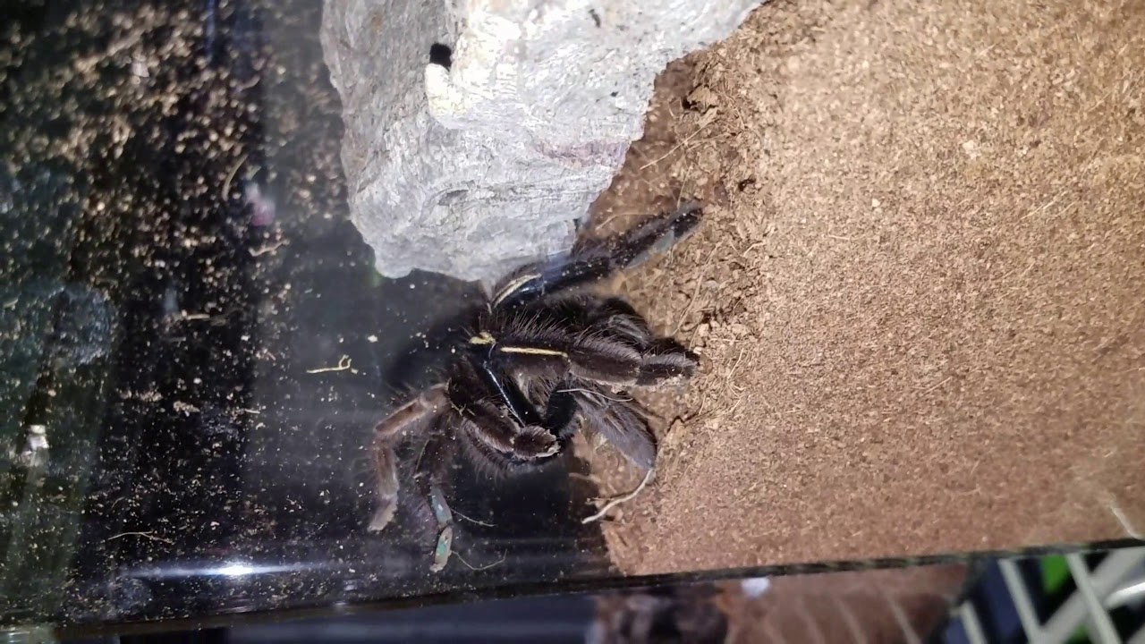 My new skeleton legs tarantula 1st feeding zebra leg tarantula drinking ...