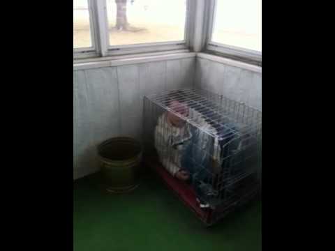 Human in cage! - YouTube