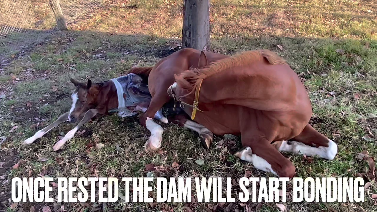 The Foaling Process and what to expect - YouTube