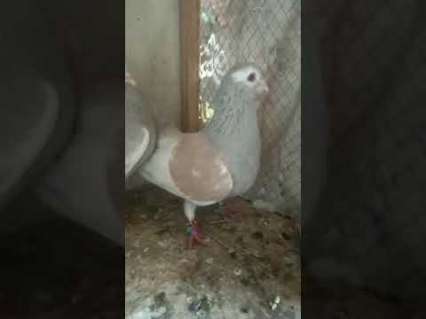 GULO GULDAAR PIGEON - YouTube