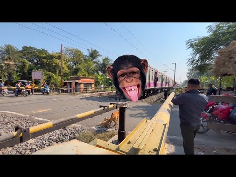 I saw a very beautiful monkey local train with my own eyes today from ...