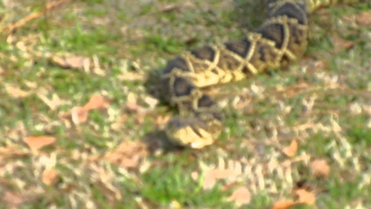 Rattlesnake Nashville Georgia - YouTube