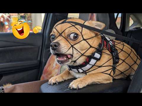 Funny Cats and Dogs Compilation 🤣 These Pets Somehow Think Every New Sound Is Calling Their Name!