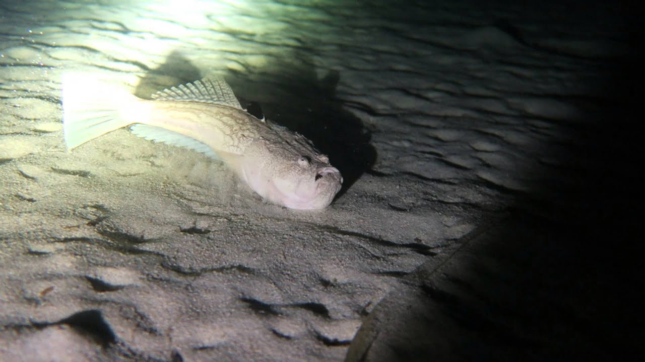 Uranoscope - Uranoscopus scaber, la suite - YouTube