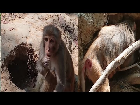 WOWO SICK MONKEY SANE EATING HOW AMAZING MONKEYS FULL STORY MONKEY ...
