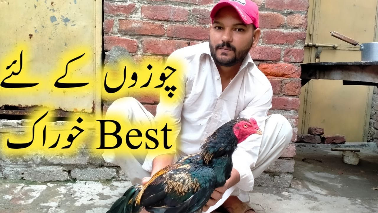 Chozo Ki Garmi Ki Khurak Chicks Care Chozo Ki Khorak Benefits - YouTube