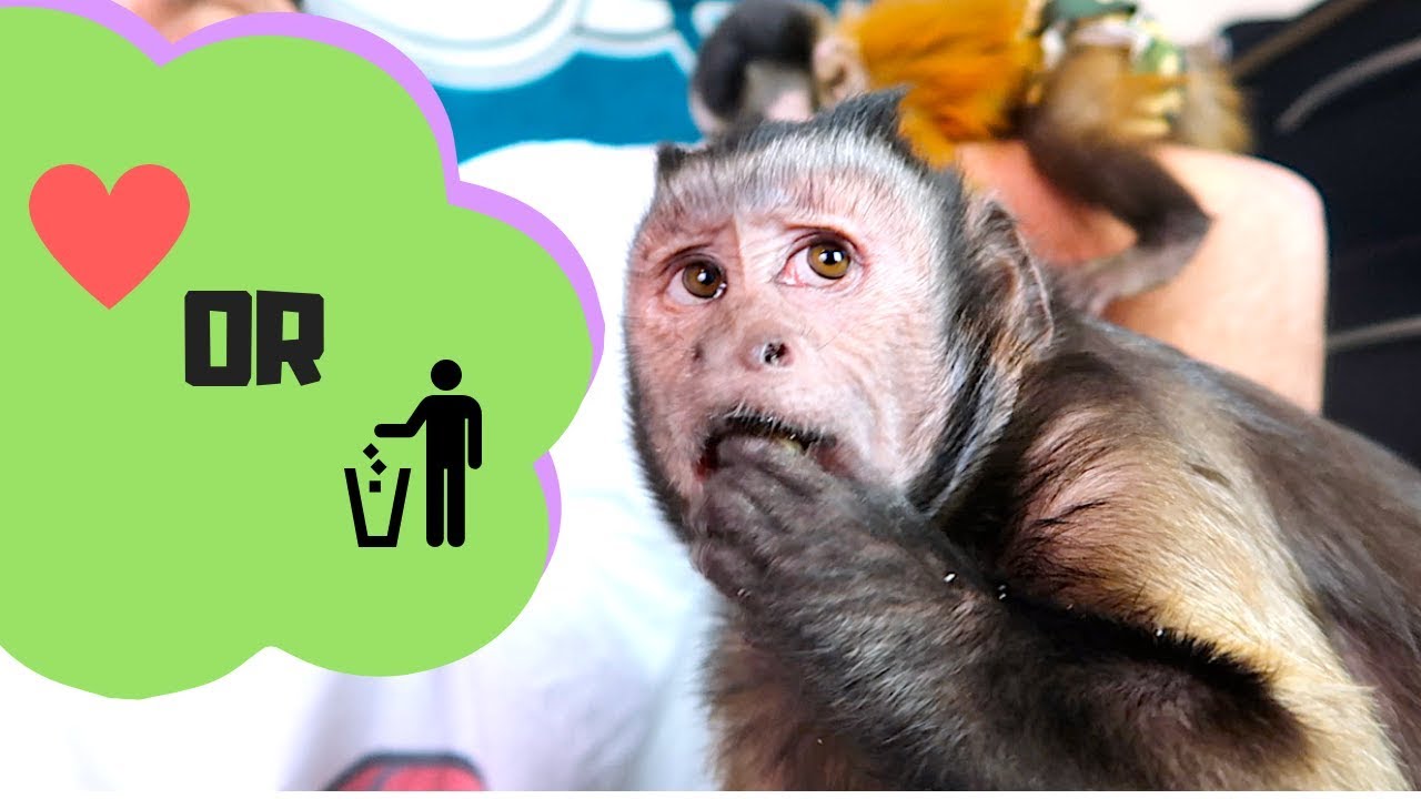 Monkey Tries Organic White Bean Puffs! - YouTube