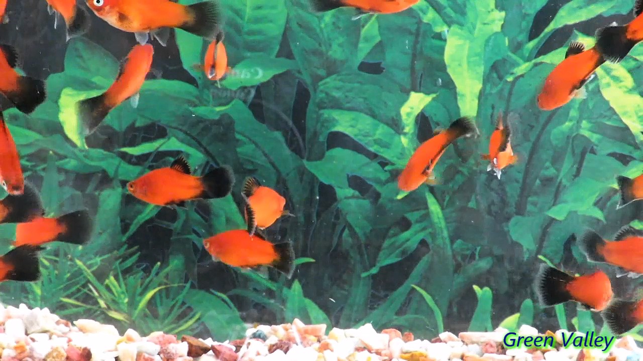 Platy Wagtail Red - YouTube