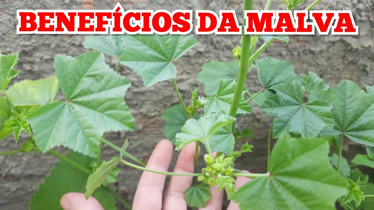 Benefícios da MALVA! Bronquite, Expectorante, Aftas, Azia, Rejuvenescer ...