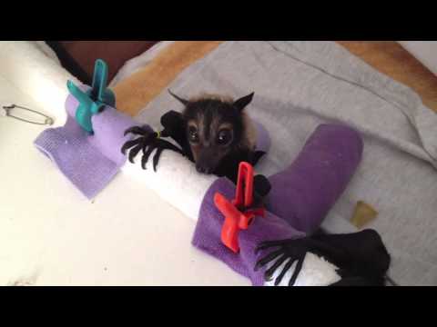 Orphan bat waggles her ears - YouTube