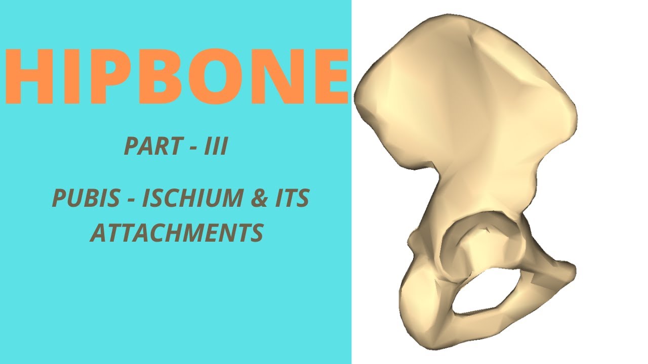 HIP BONE || PUBIS || ISCHIUM || ATTACHMENTS || ISCHIAL TUBEROSITY ...
