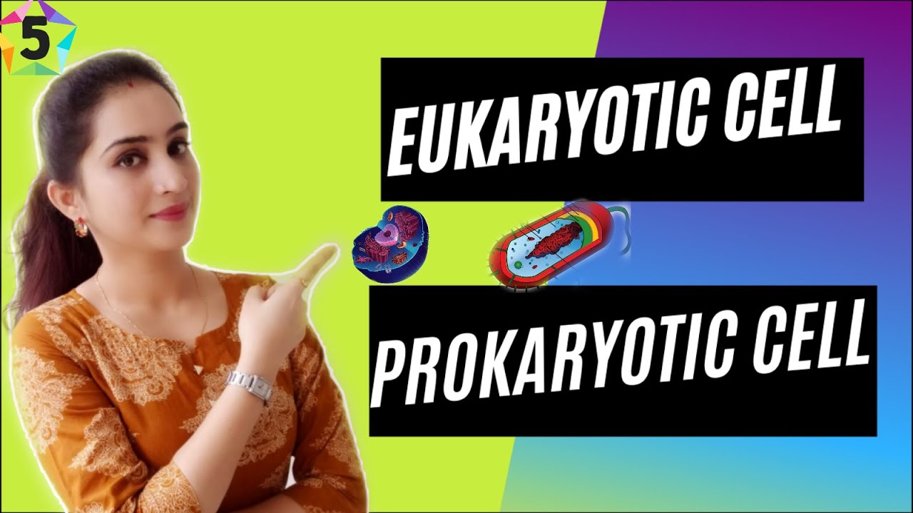 Types of cell |types of cell class 9|Prokaryotic and Eukaryotic cells ...