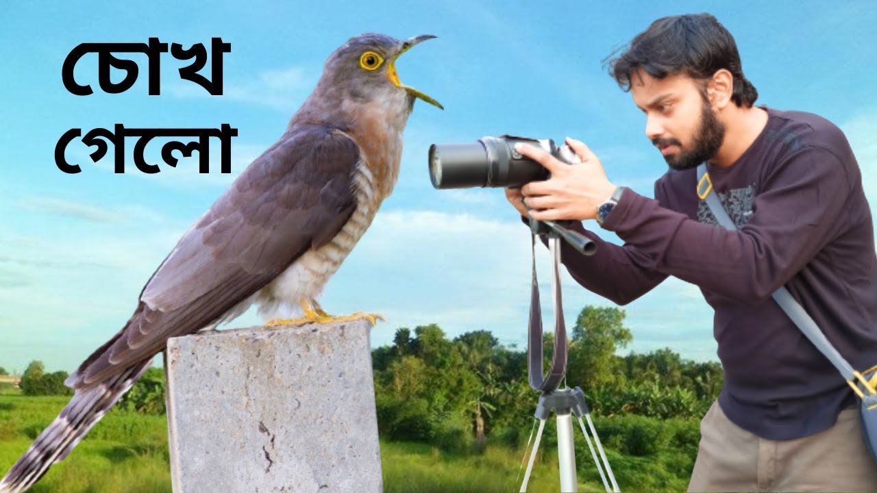 চোখগেলো পাখি | Chokh Gelo Pakhir Dak | Common Hawk Cuckoo | Papiha Bird ...