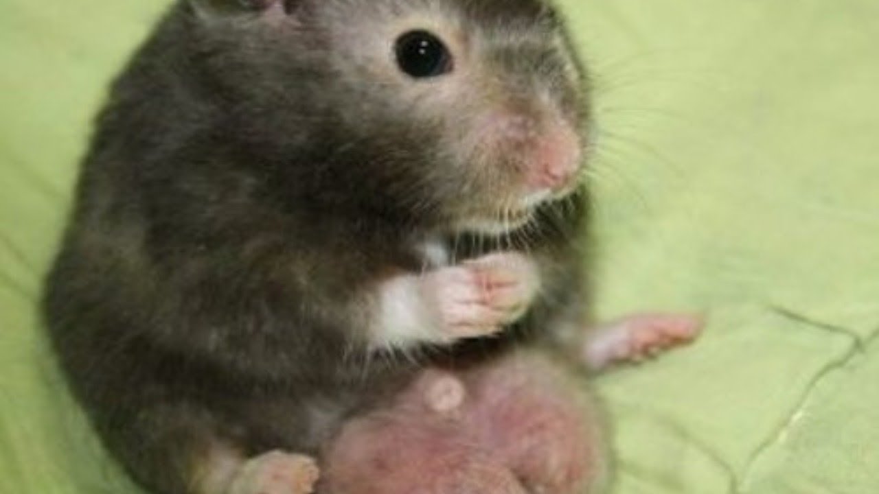 le rat nuts - YouTube