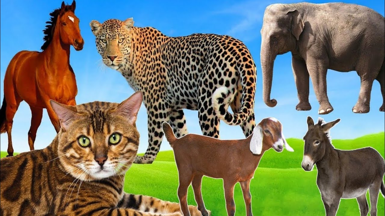 Distinguishing terrestrial aniamls:horses,elephants,cows,cats,dog ...