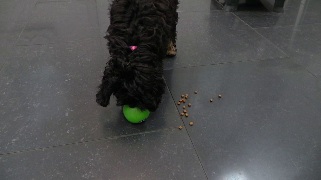 TPSB Daycare Puzzle #16 Stella Kibble Ball Lunch Time - YouTube