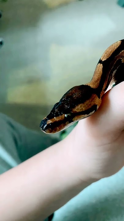 Ball Python - YouTube