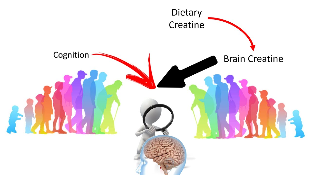 Dietary creatine intake and elderly’s Cognition - YouTube