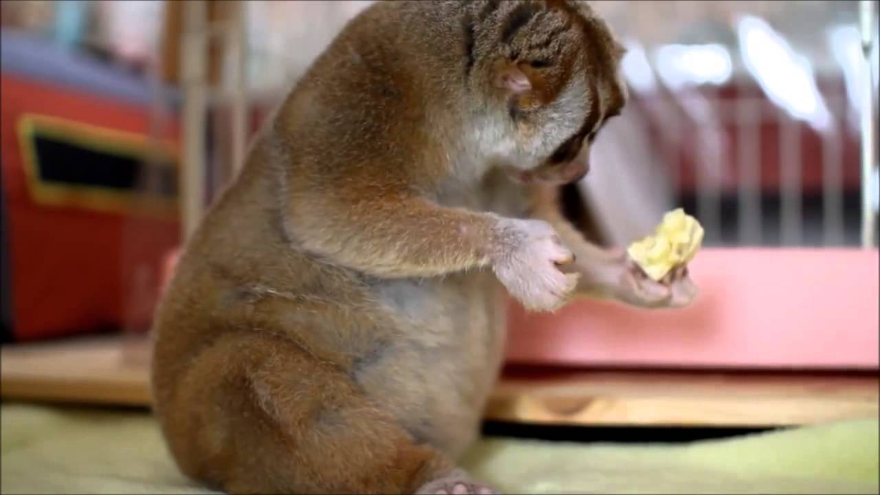 Slow Loris eating Banana - YouTube