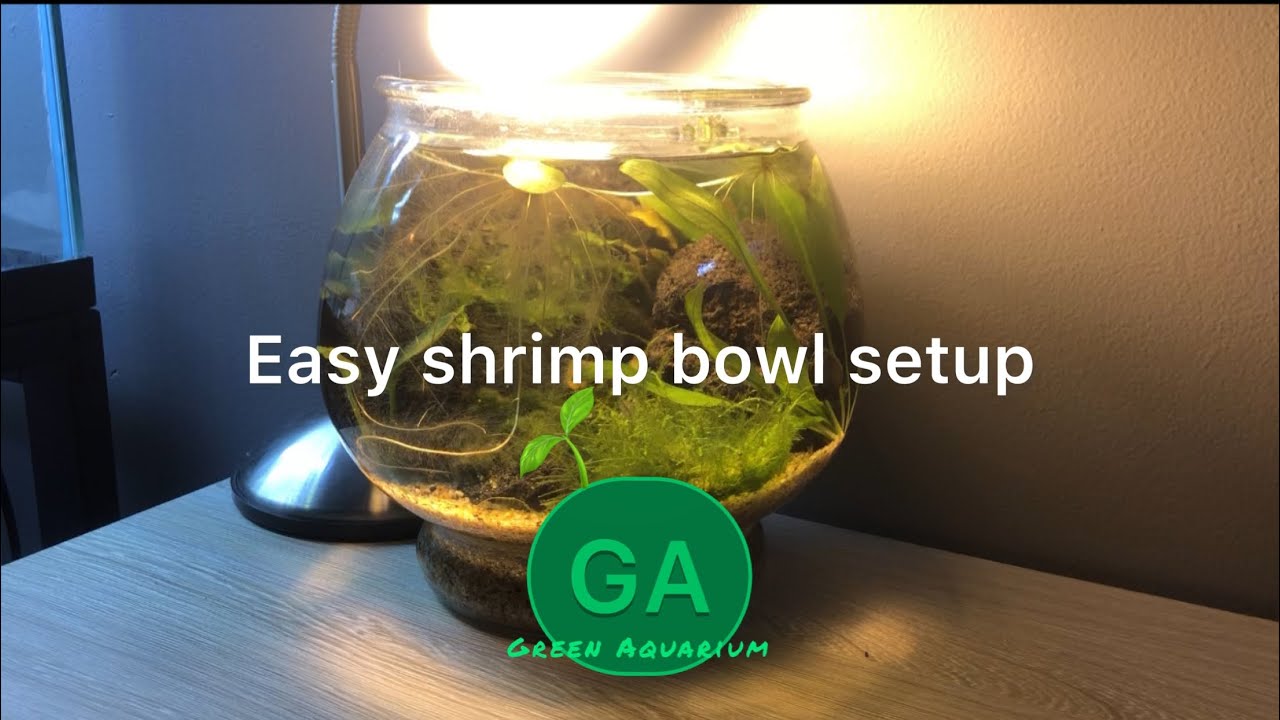 Easy Shrimp bowl setup! (Ghost shrimp ) - YouTube