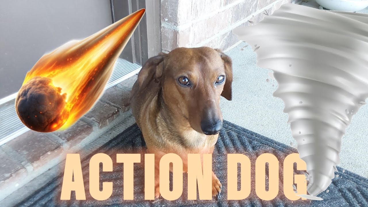 ACTION DOG: Volume 5 - YouTube