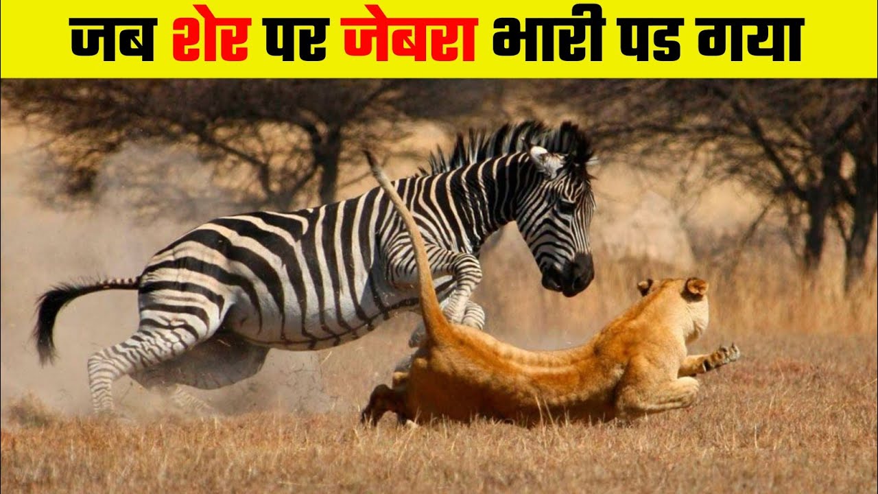 unbelievable!! lion & zebra fight / lion kill zebra / wild animal fight ...