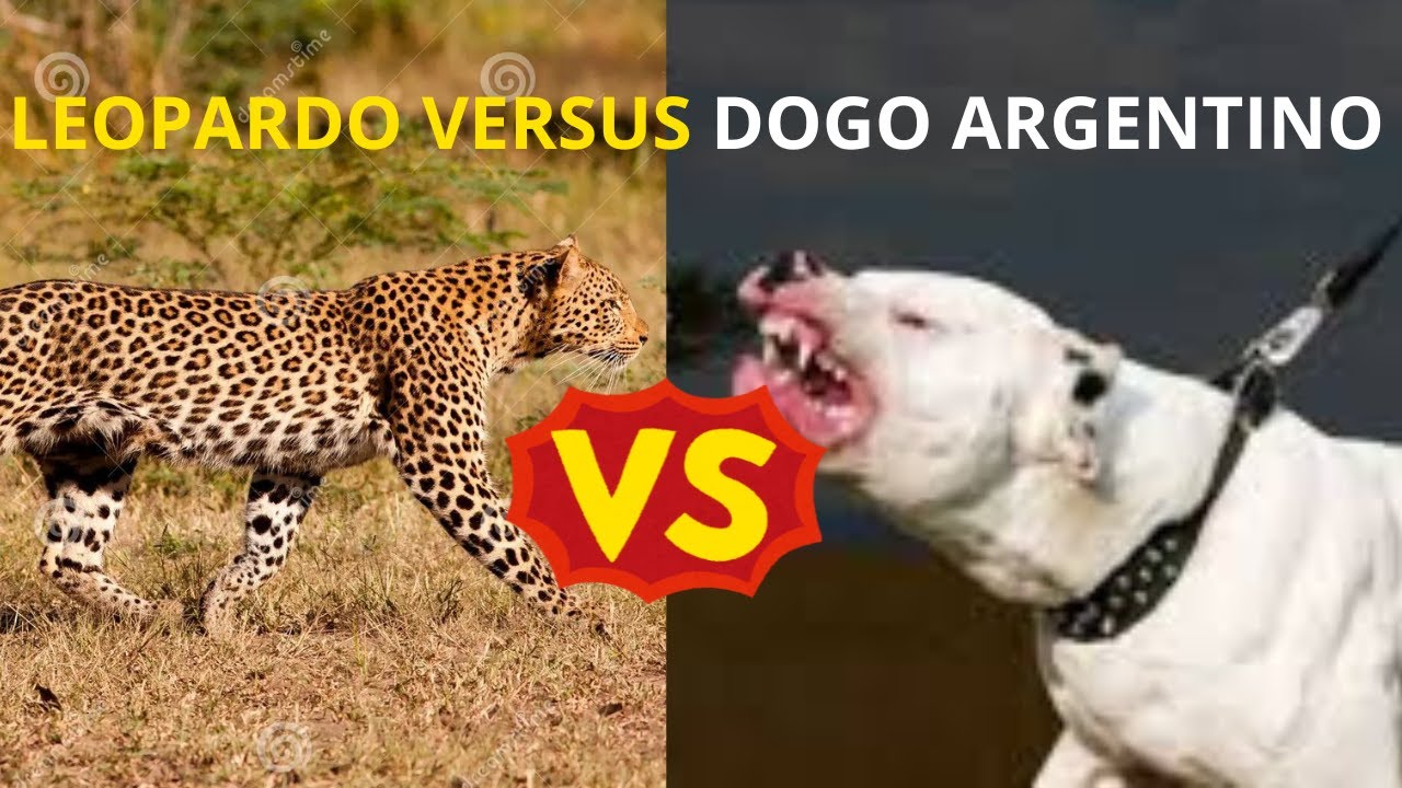 LEOPARDO VS DOGO ARGENTINO - Quem vence essa luta? #animal #luta - YouTube
