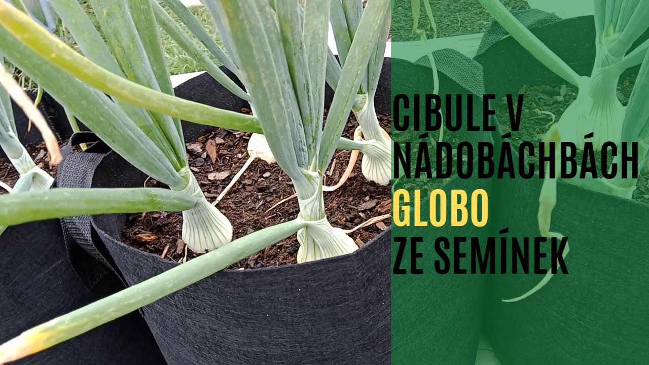 Cibule "Globo" ze semen - YouTube