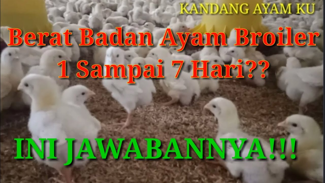 Umur Ayam Broiler 1 Hari sampai 7 Hari - YouTube