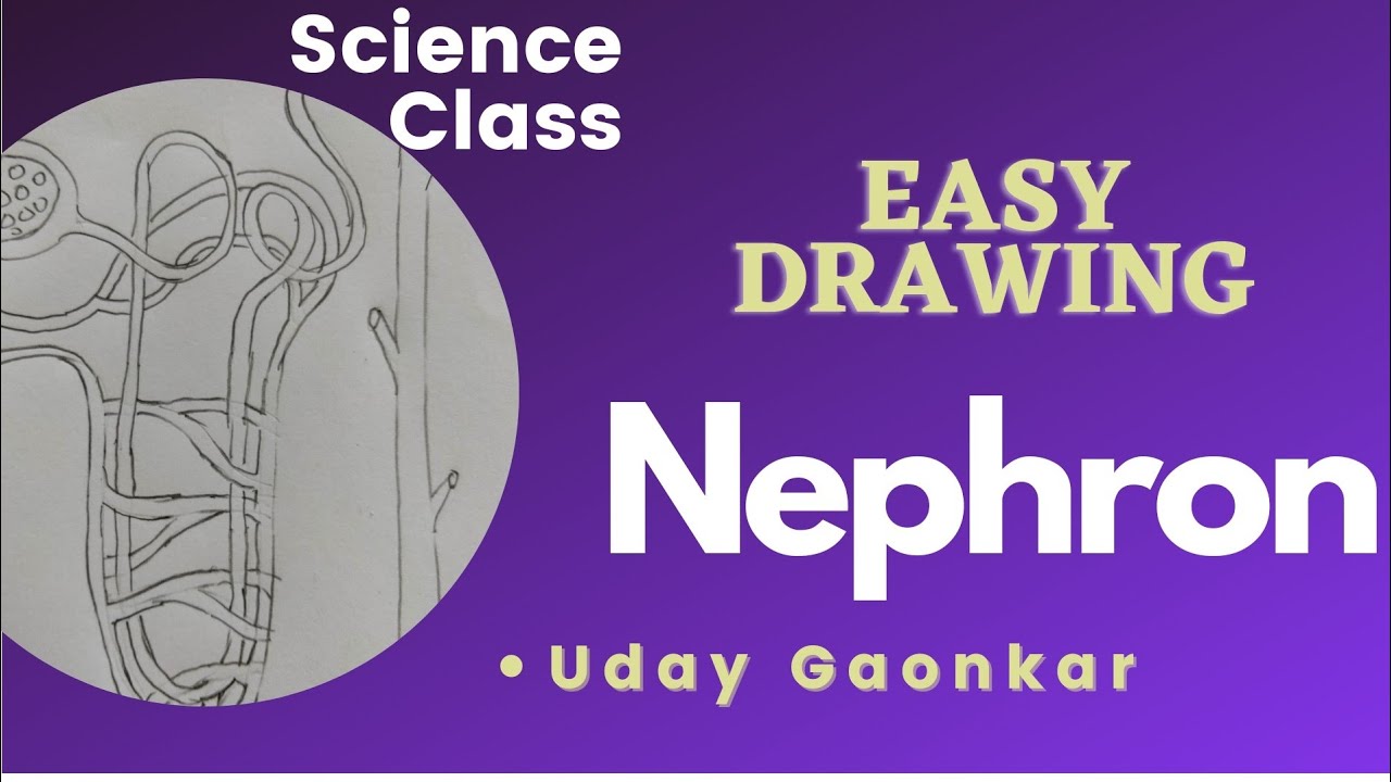 Easy way to draw Nephron ಸುಲಭದಲ್ಲಿ ನೆಫ್ರಾನ್ ಚಿತ್ರ - YouTube