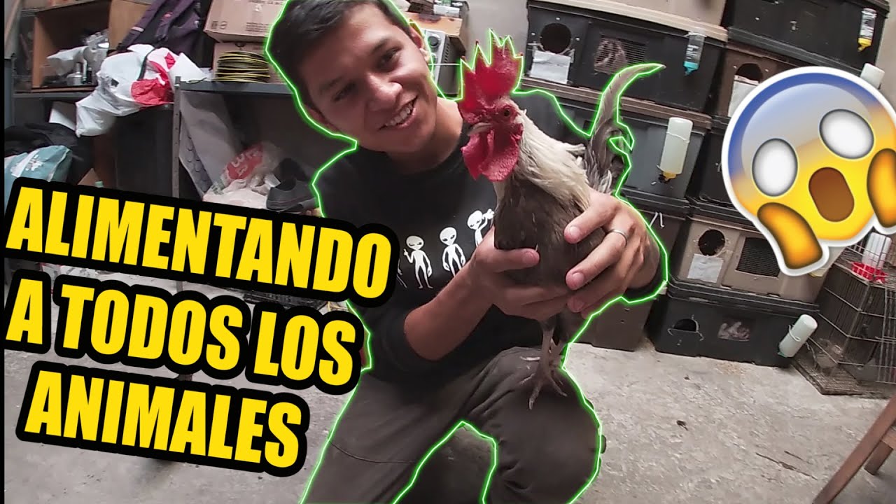 Super Dani Alimenta a todos mis animales del CRIADERO - YouTube
