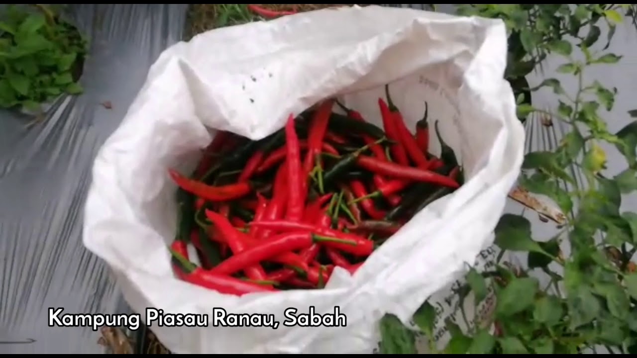 Ladang Tanaman Cili Merah 🌶️ 2种植 红辣椒 采收 - YouTube