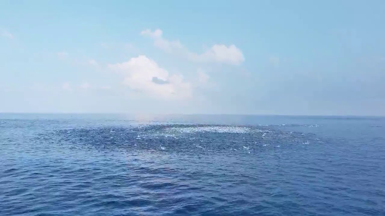 Tuna feeding frenzy. Pole and line fishing in Maldives. - YouTube