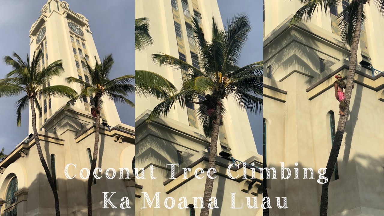 Coconut Tree Climbing | Coconut Demonstration | Ka Moana Luau | TheBaby ...