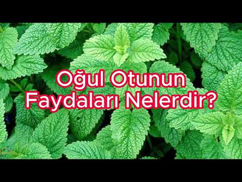 Oğul Otunun Faydaları Nelerdir?