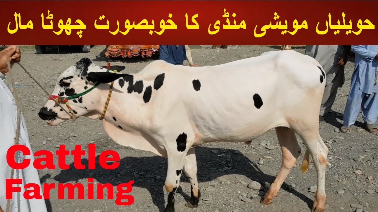 Beautiful Dhani And Desi Calves For Cattle Farming || Havelian Bakra ...