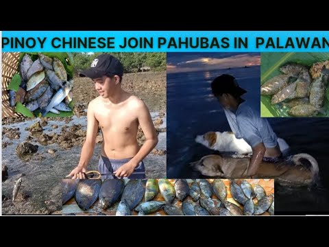 DOG HUNTS RABBIT FISH #philippinefishing #fishing #kitong - YouTube