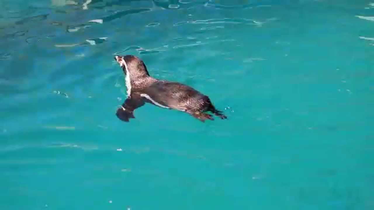 Penguin at Welsh Mountain Zoo Conway - YouTube