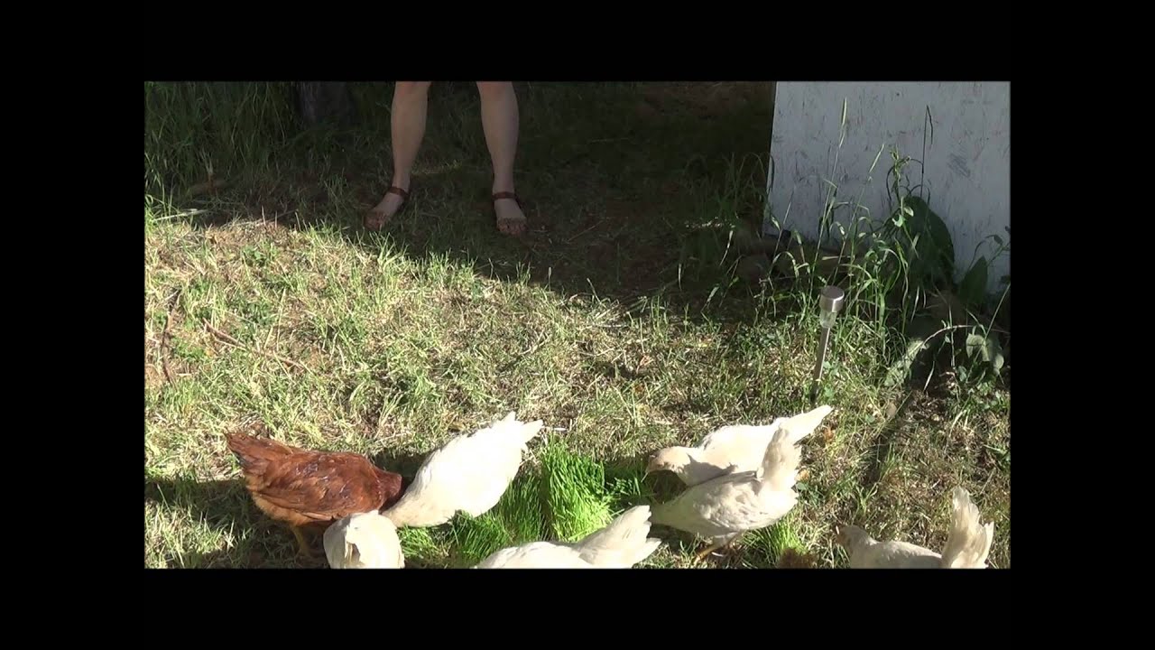 Wheat Fodder VS Barley Fodder, Let the Chickens Decide! - YouTube