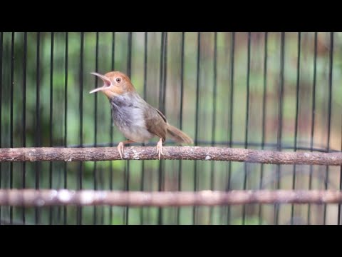 Suara PIKAT prenjak kepala merah jantan GACOR NGOTOT