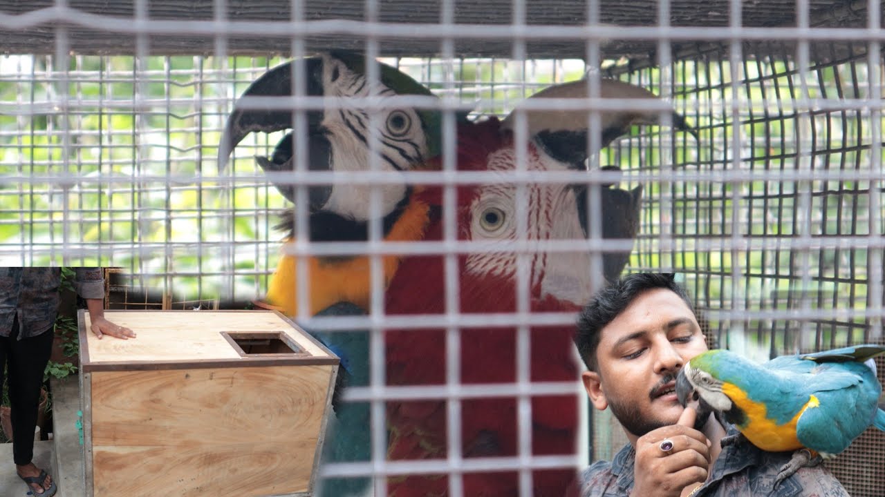 New bonded Macaw parrot come to our Aviary. information About Macaw ...